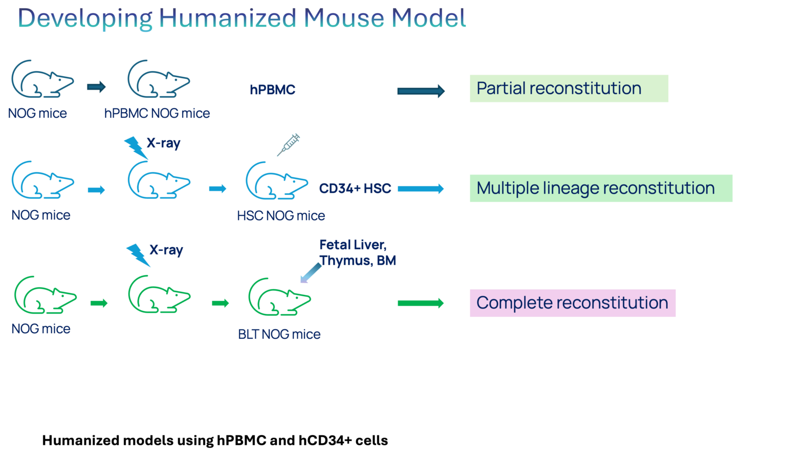 Humanized Mouse Tumor Models - Medicilon