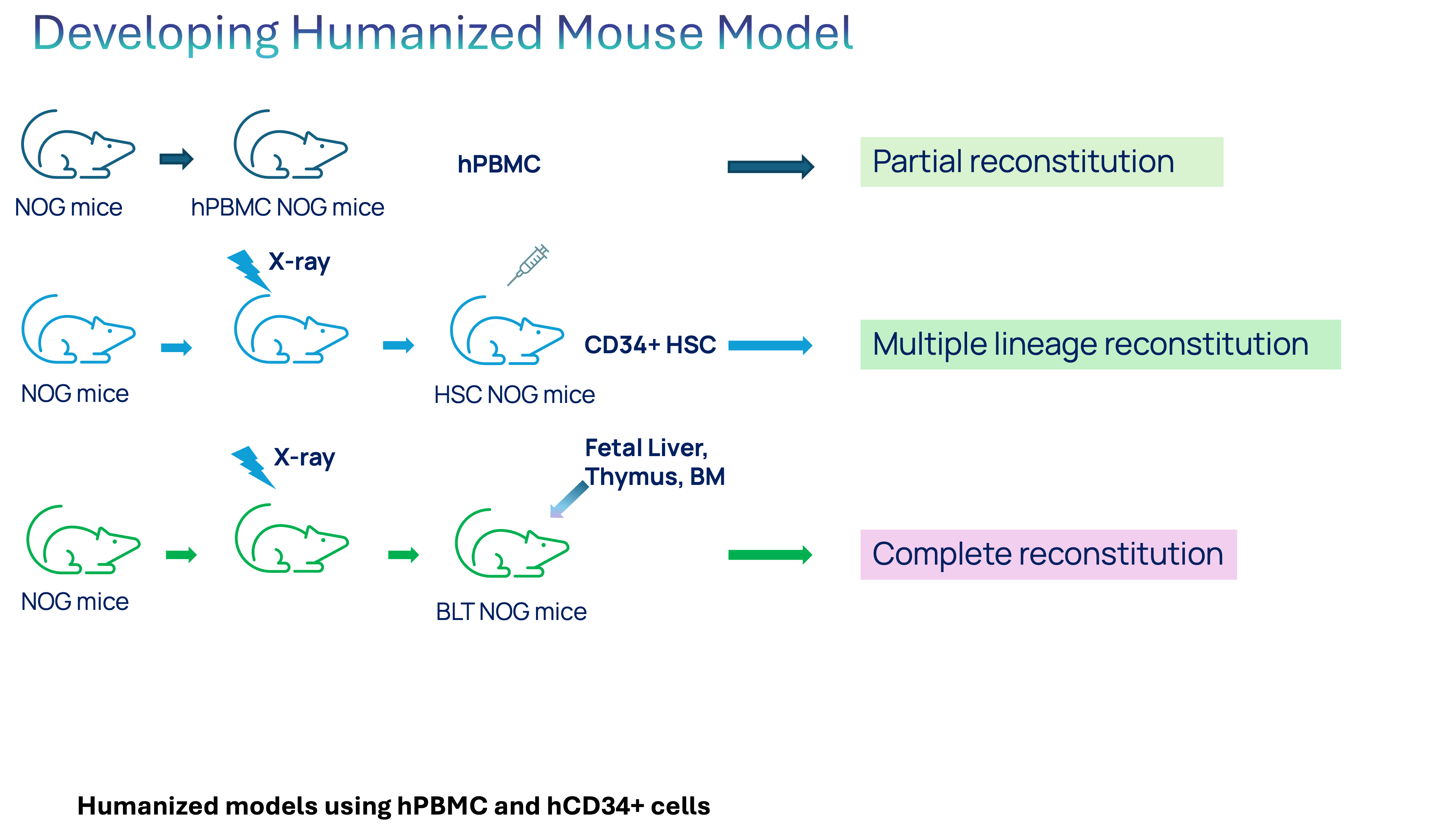 Humanized Mouse Tumor Models | Medicilon